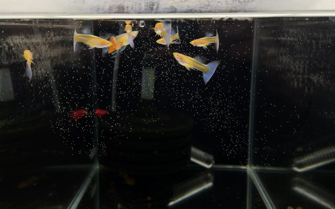 鱼缸用的加热棒没有绝对安全的,在使用的时候不能马虎