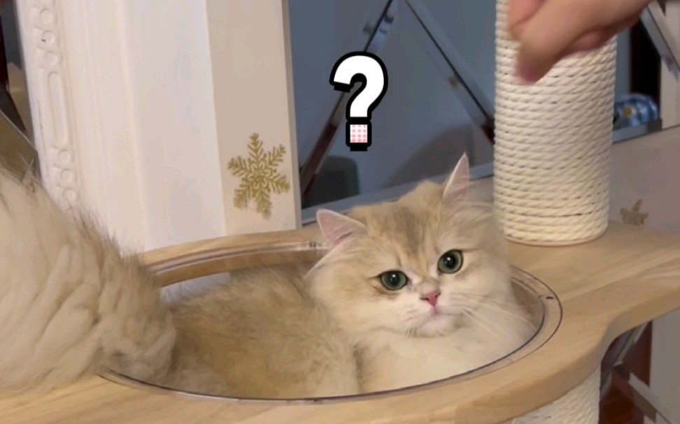 猫咪信任度测试,快@你的猫咪来试试吧～