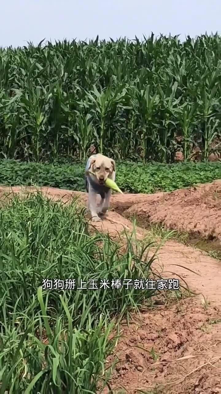 狗狗掰玉米棒子回家烤着吃