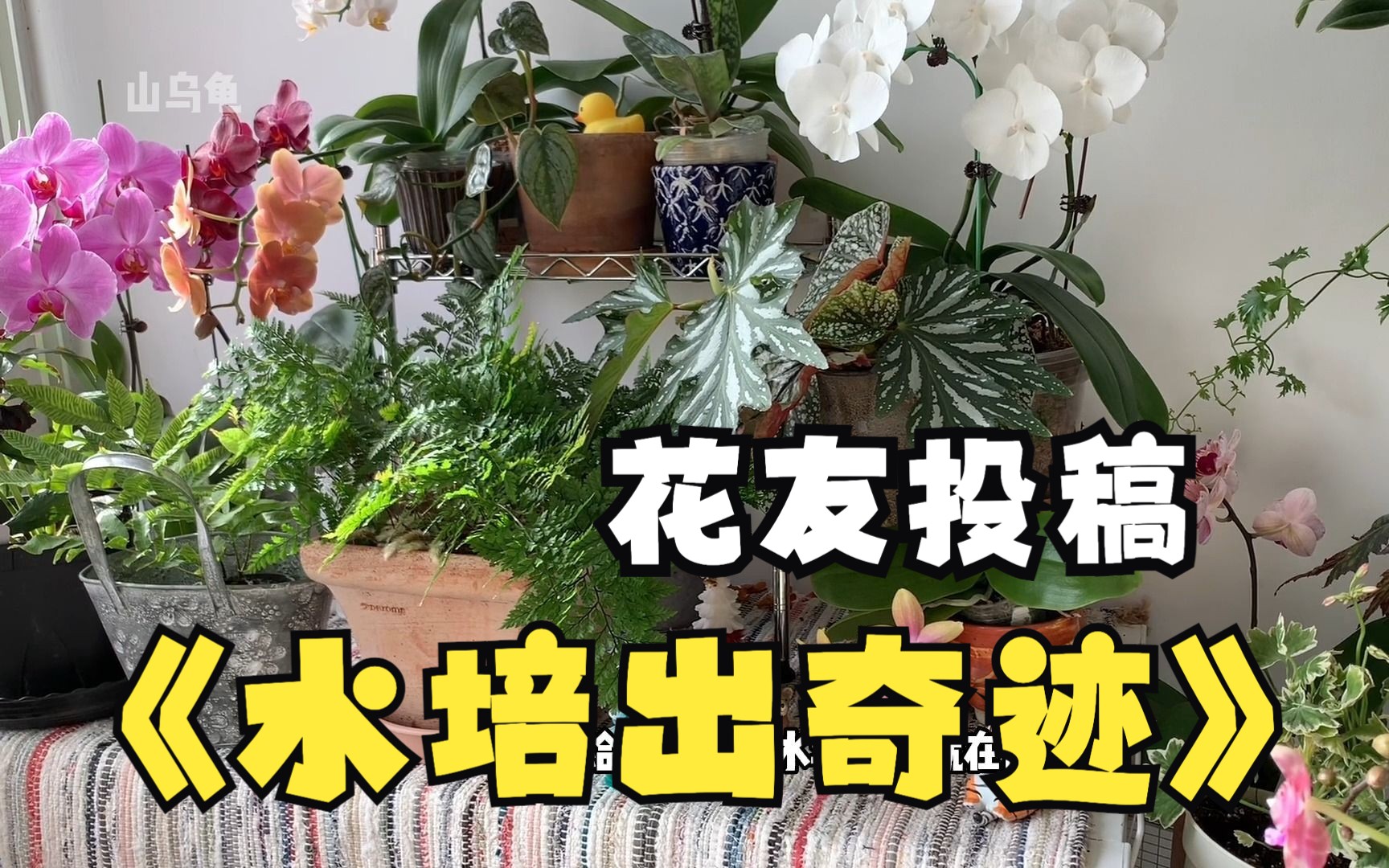 「山乌龟」水培也有水培的乐趣|粉丝投稿