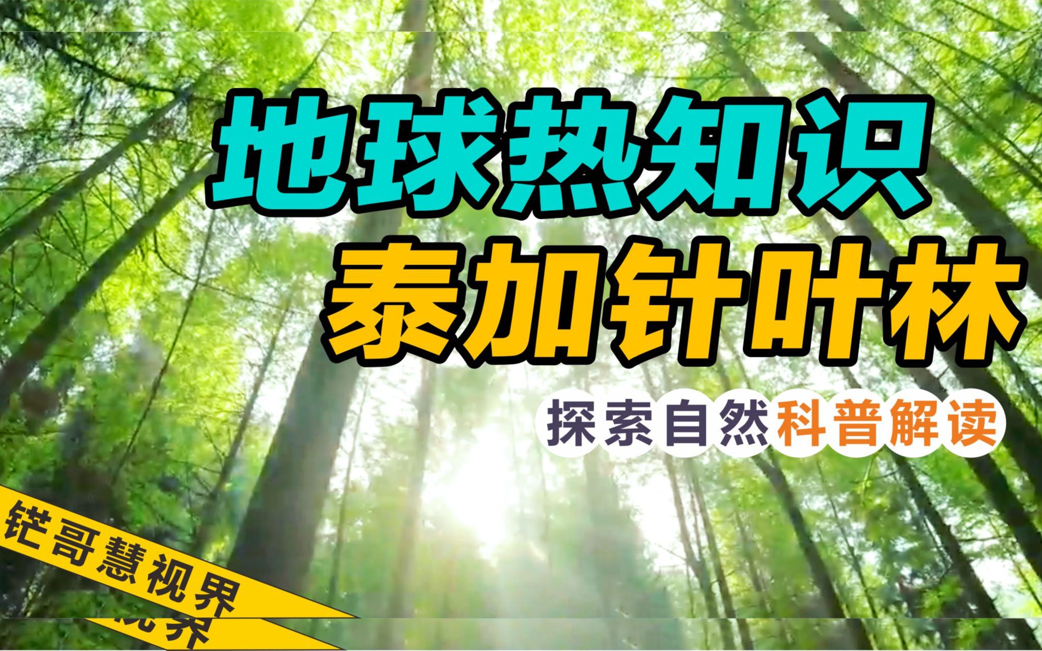 地球热知识,泰加针叶林。地球最浩瀚林带,占全球树木总量的1/3