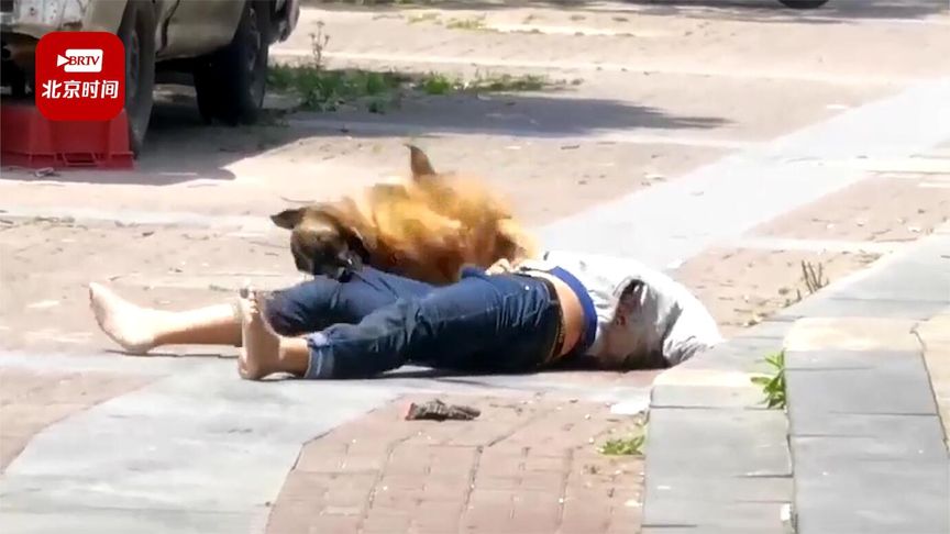 网曝江苏一男子当街被狗撕咬 街道办:男子醉酒逗狗