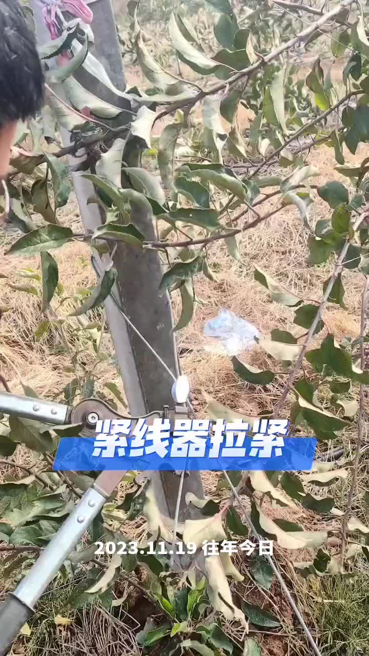 一个卡扣,一把钳子,轻松拉紧果园钢丝。#农业种植 #紧线器#拉紧器#...