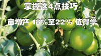揭秘，西红柿亩产8000斤，掌握4个种植技巧，增产22%，值得学！