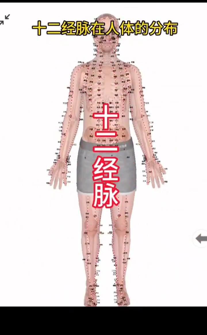 十二经脉在人体的分布