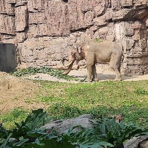不好起昵称的小兔兔 
