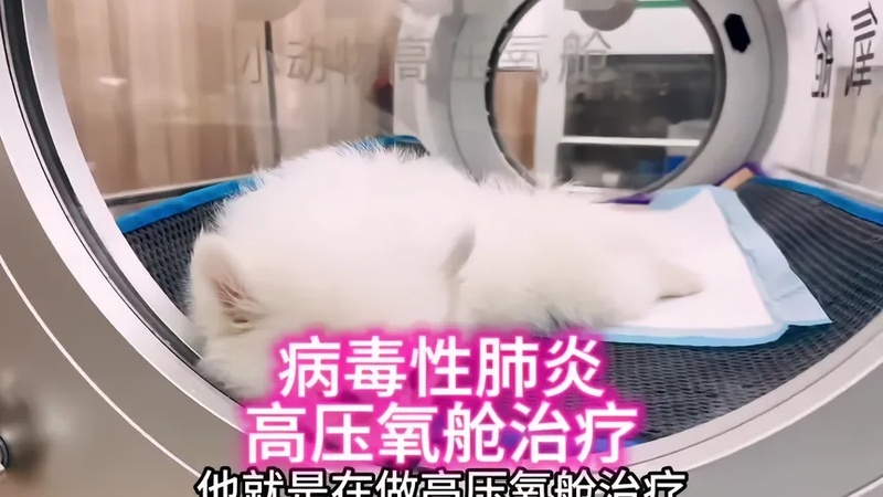 狗狗严重的病毒性肺炎,高压氧治疗中!