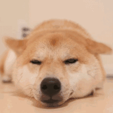 しばいぬ0_0 