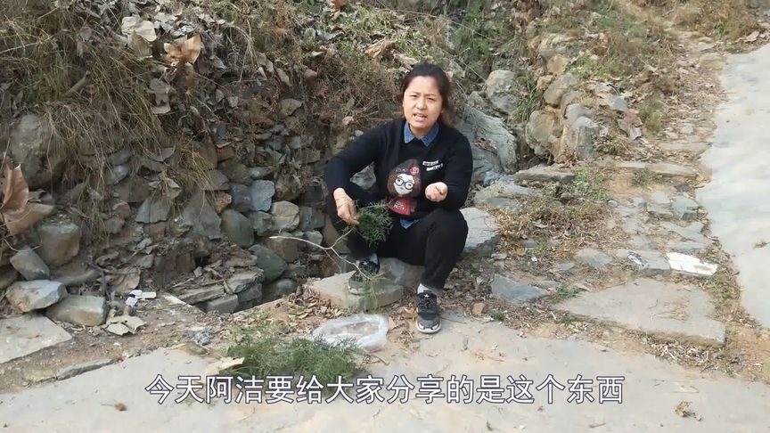 农村常见的一种树木,树籽也有很多用处,你知道吗?