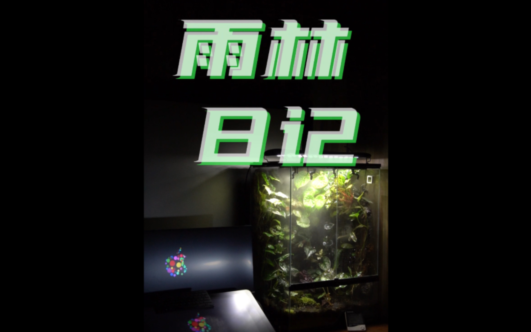 雨林缸植物介绍