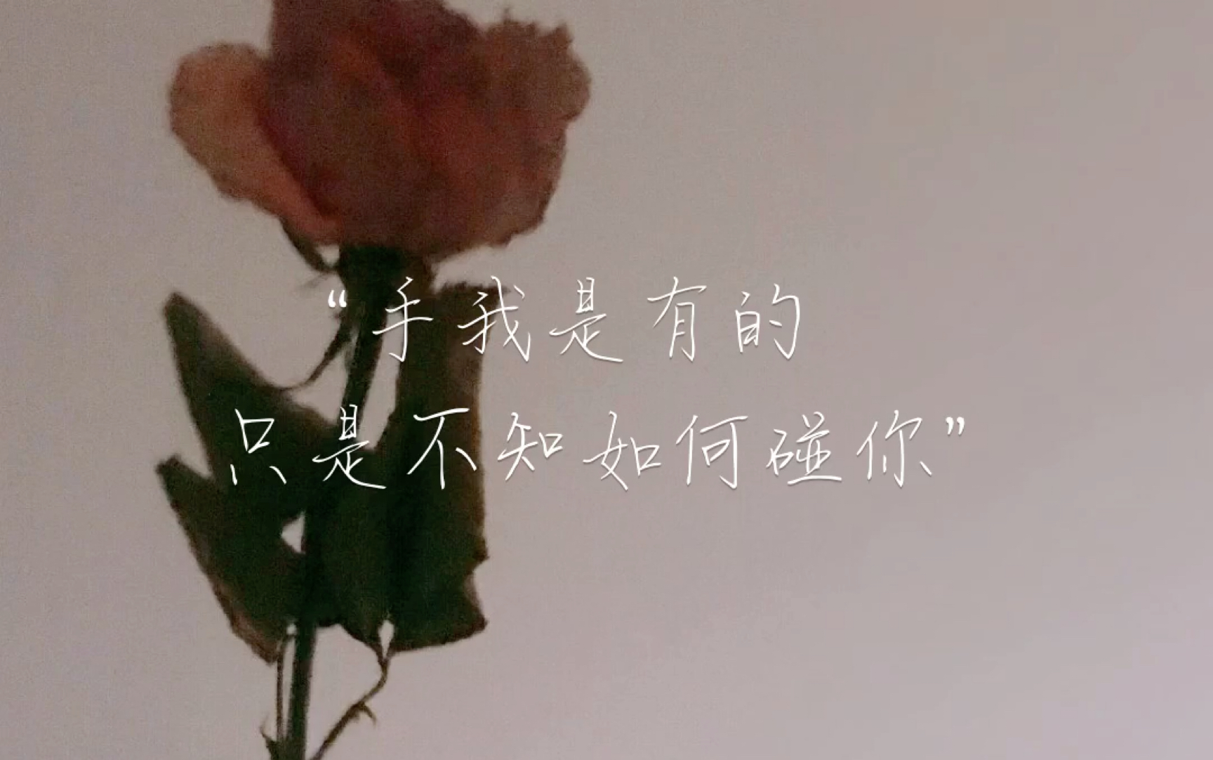 “那时星辰有诗歌” | 翻唱安利 | 昨夜派对《玫瑰往事》 | 作词:唐映枫