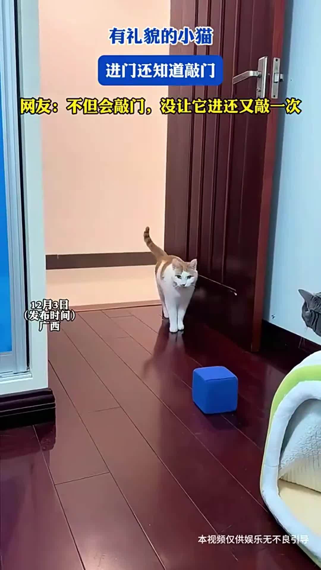 有礼貌的小猫进门还敲门,网友:没让进又敲一次!