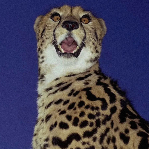 源源大王爱吃榴莲 