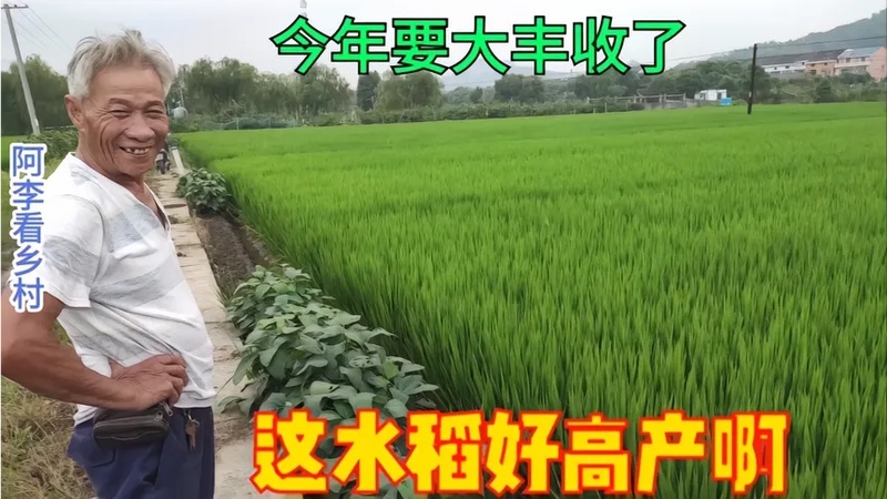 农民耕种多年的水稻田,今年迎来好兆头,要大丰收了!真开心!