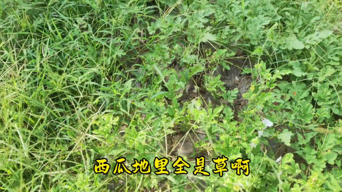 老品种小番茄,太爷爷时就栽种的,超级好管理