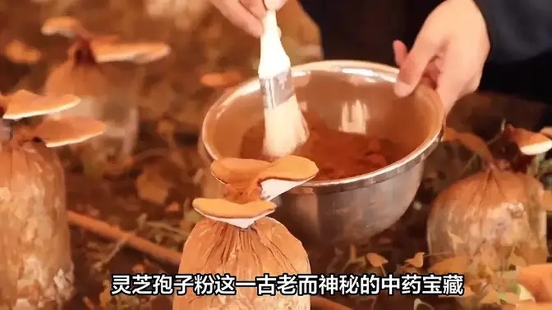 灵芝孢子粉——古老中药的再次崛起,全球健康事业的新动力