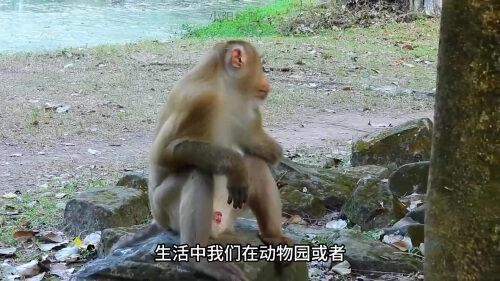 猴子爸爸妈妈的甜蜜瞬间萌翻全场 看看它们如何守护自己的宝宝们 ...