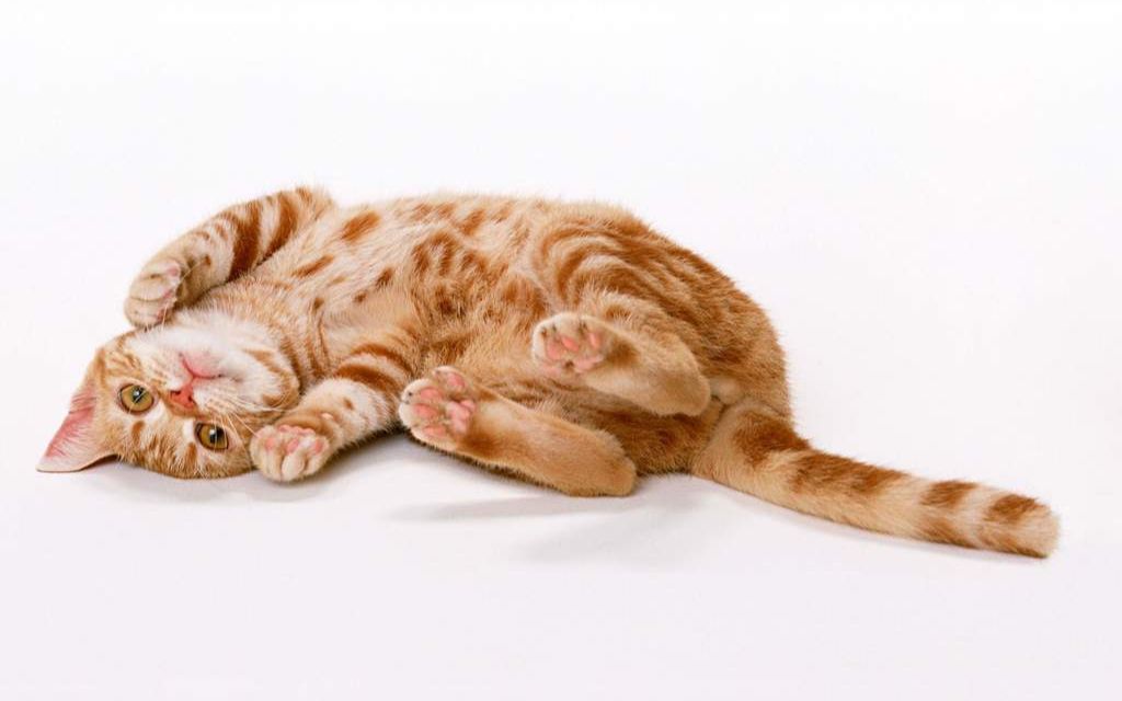 猫咪认定主人的表现