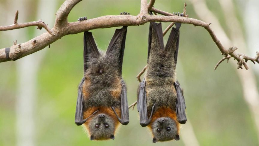 蝙蝠体内又现新病毒!动物感染会出现艾滋病状况,考拉已处于危机