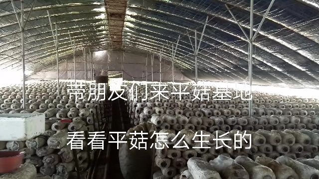 进来的朋友我带你们来蘑菇基地,看一看平菇的成长过程