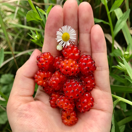 种花种菜生活所爱 