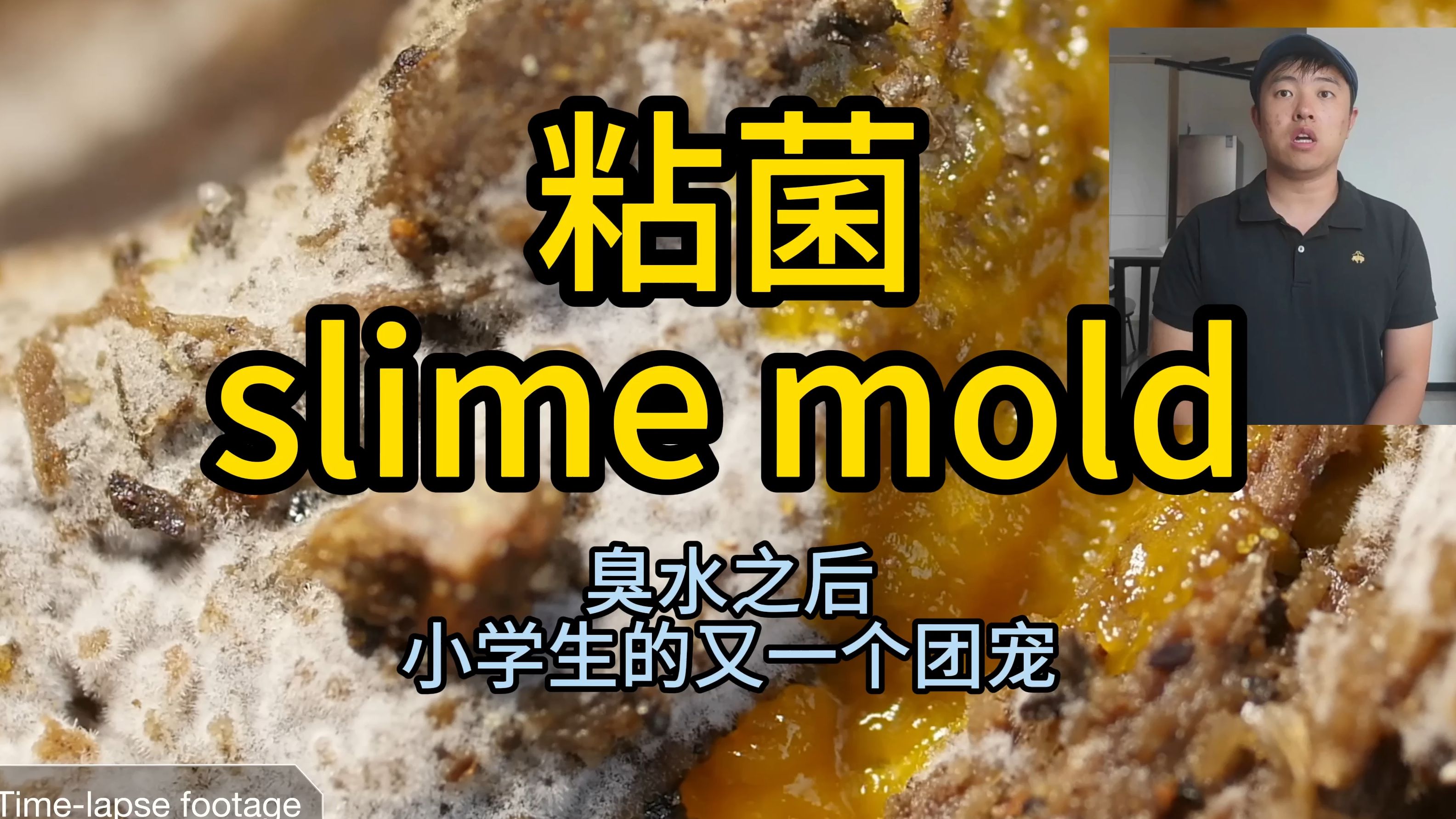 小学生们的新团宠 粘菌