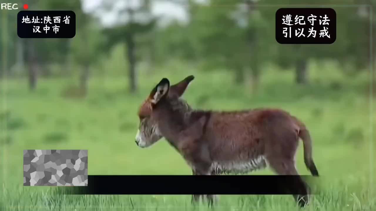 #大案要案侦破纪实 #案件 #案件故事 #案件故事解说 案件:梦断之夜 .