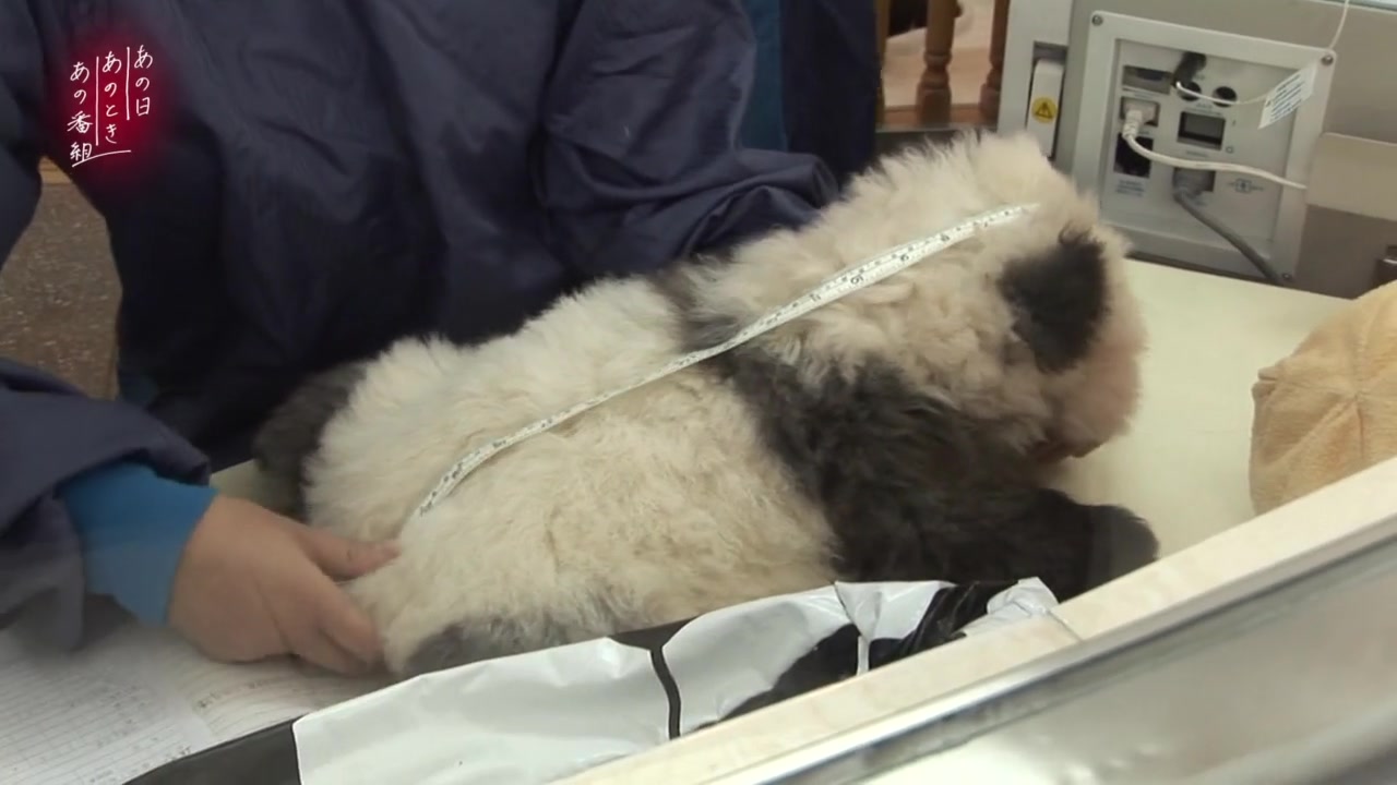 [诸神字幕组][NHK纪录片][那一天 那一刻 那个节目][茁壮成长!熊猫宝宝]