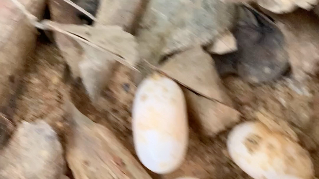 4个安缘蛋全中!看懂了吗?受精蛋