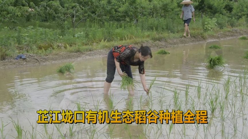 芷江垅口有机生态稻谷种植全程