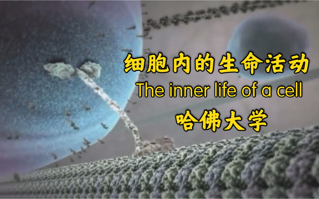 细胞内的生命活动