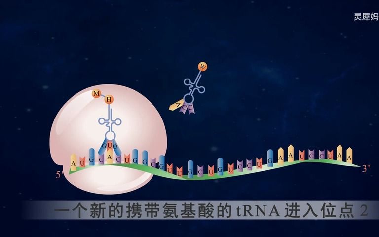 【2019生物学】遗传信息的翻译-蛋白质翻译