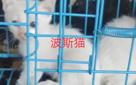 2个月的波斯猫,价格不贵,喜欢联系