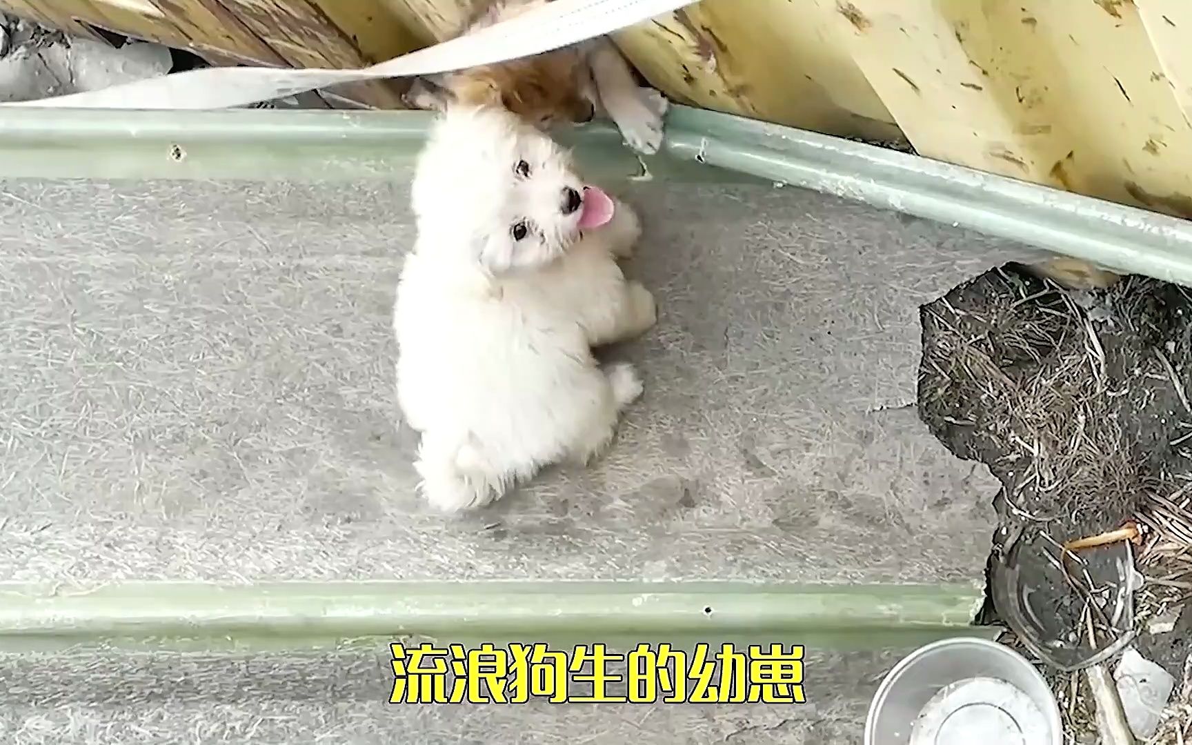 流浪小狗不受待见被狗妈和同伴欺负,小伙没及时阻止最终悲剧发生