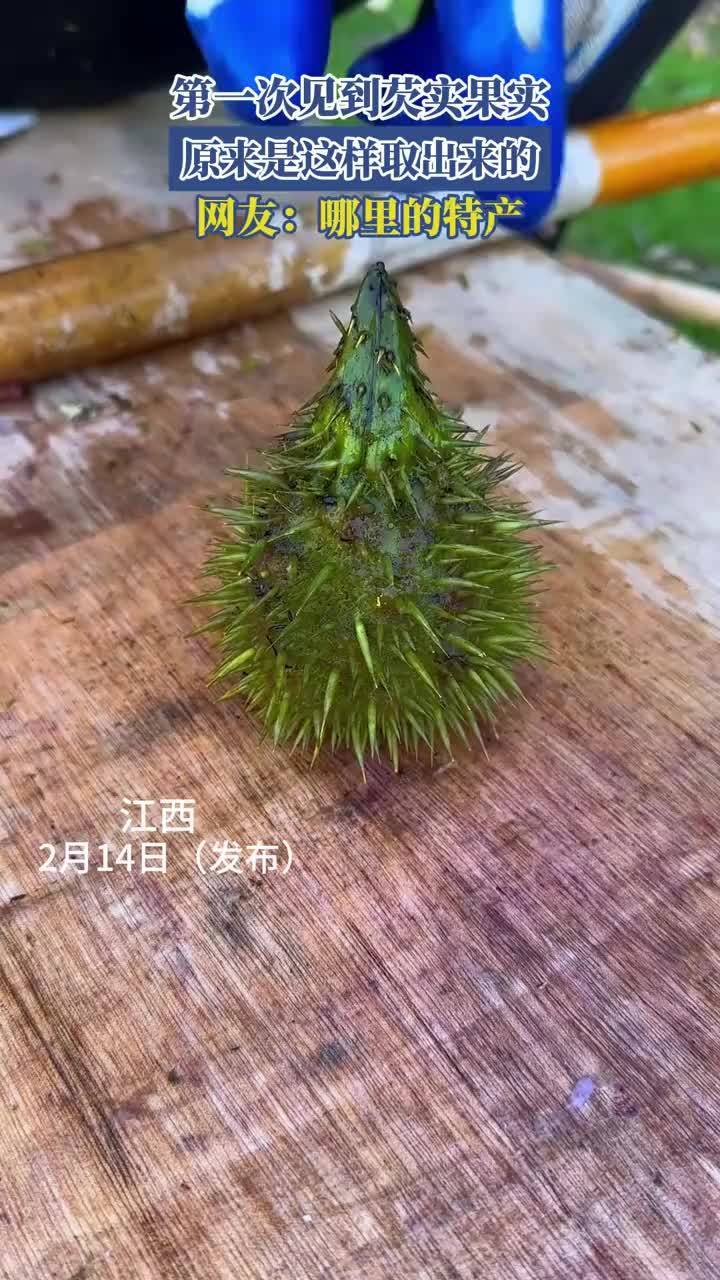 第一次见到芡实果实,原来是这样取出来的,网友:哪里的特产