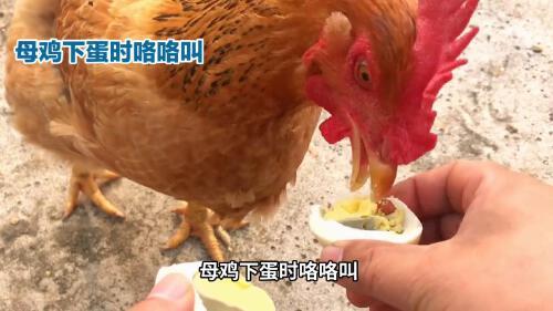你知道母鸡下蛋为什么会咯咯叫吗?