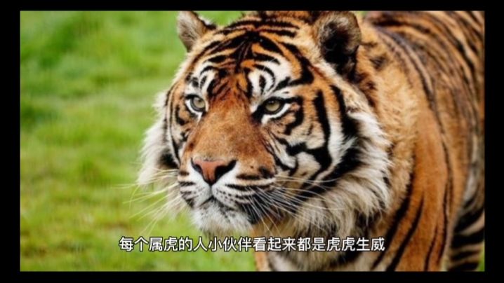 2022年虎年的本命年禁忌知多少?
