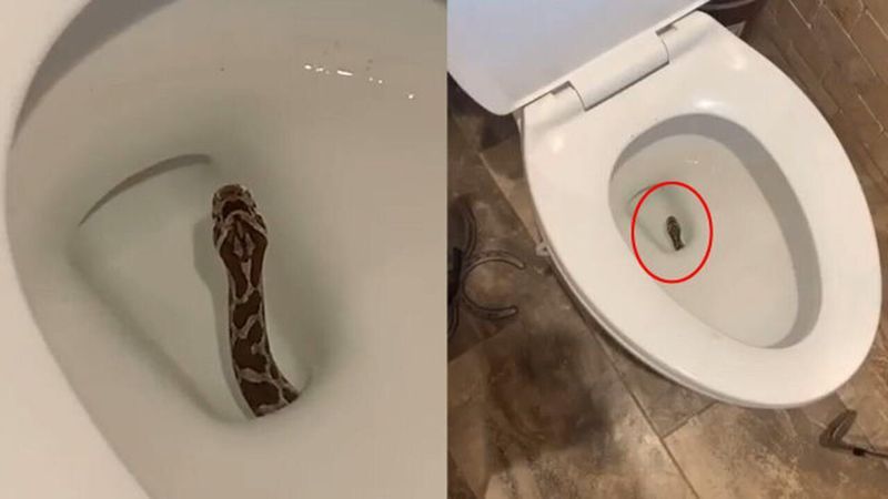 瞬间清醒!男子上厕所马桶里居然探出一条蛇