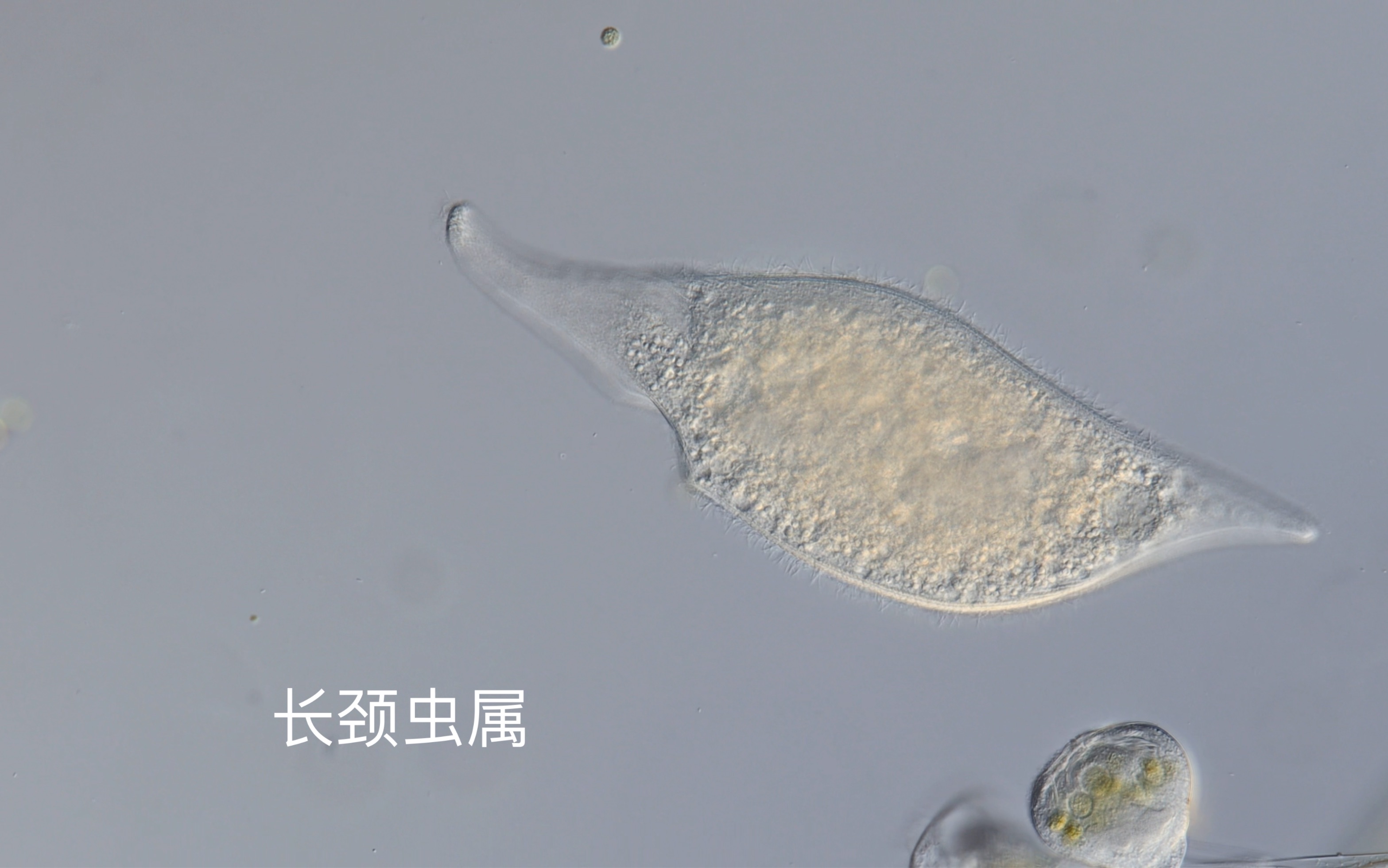 长颈虫属,体纵长,分为颈和躯干,颈的前端有长吻,顶端有刺丝泡束,胞口...