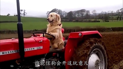 金毛闻到饭香纷纷跑来,主人玩笑称是狗肉汤,狗子竟然笑着抗议!