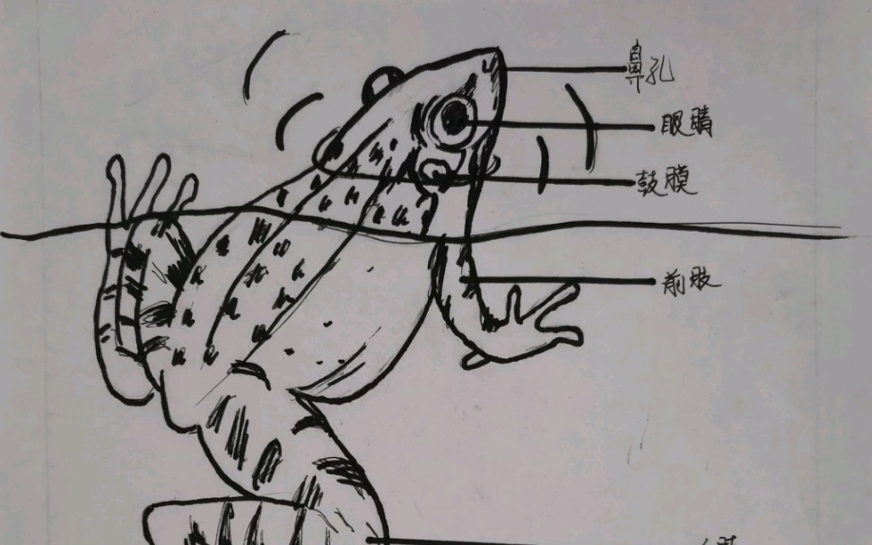 两栖动物和爬行动物——人教版初中生物七年级上册