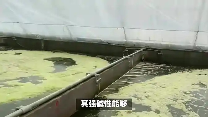 生石灰消毒后多久鱼塘可以放鱼苗