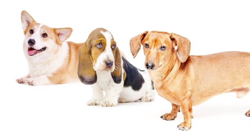 全球最忠诚十大狗狗排名：金毛第十，秋田犬第五，厉害了我的土狗