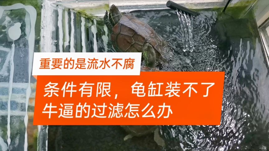 乌龟缸的过滤不一定非要很好,还有别的处理办法,可以借鉴