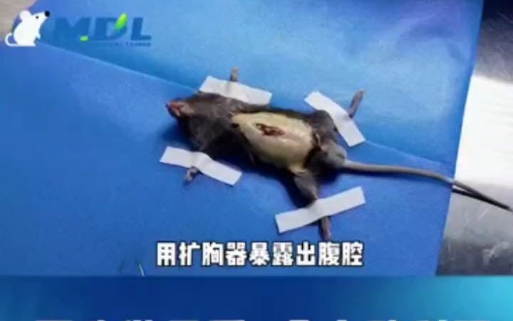 动物建模 | 小鼠肝损伤模型的建立之肝部分切除术法