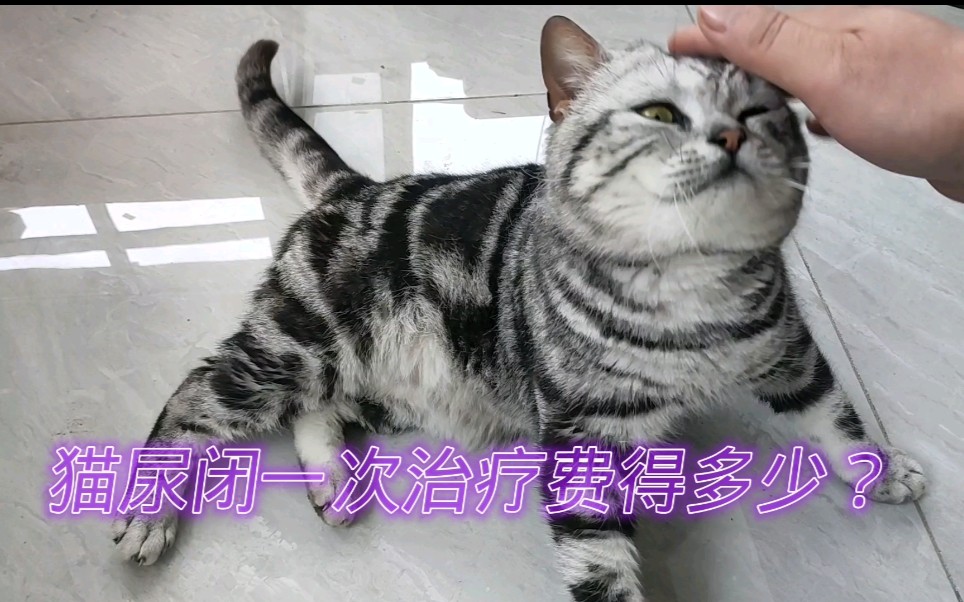 猫得尿闭治疗一次花费需要多少?