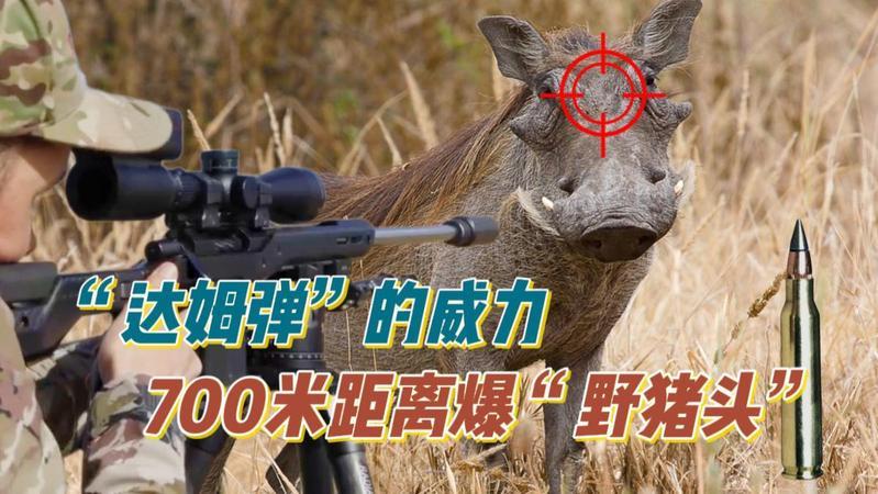 “达姆弹”有多强大?700米距离射击“野猪”还能一枪毙命!