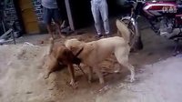 斗土狗