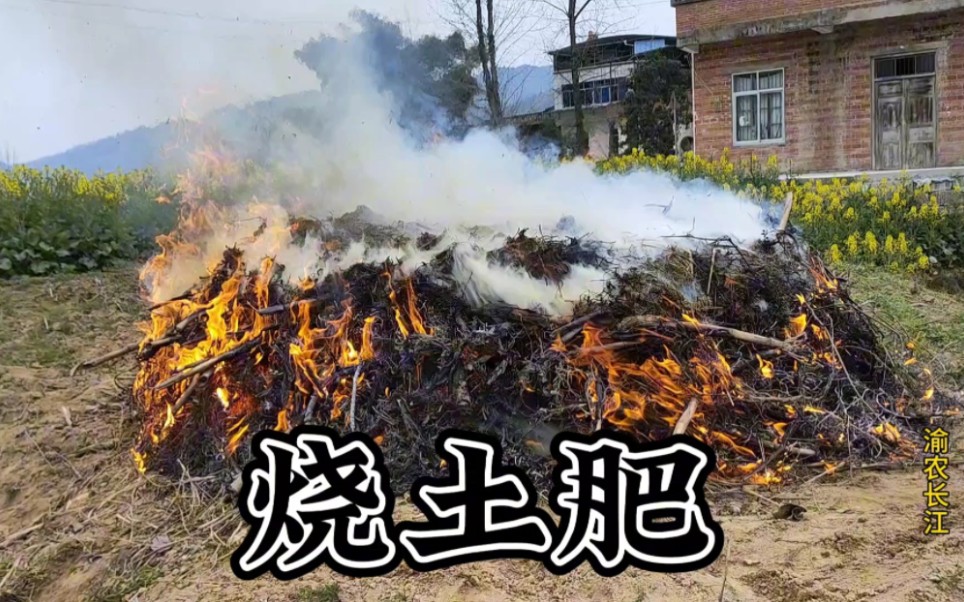 为了少用化肥,山区农民都是以农家肥为主,簸箕大块地都要烧一堆