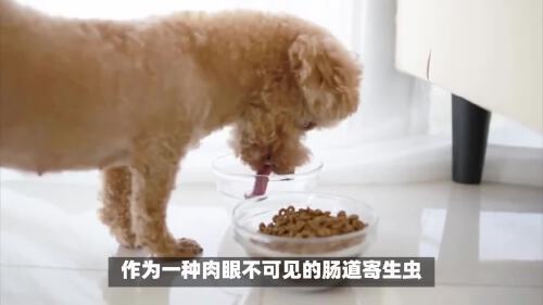 狗滴虫病有什么症状?警惕狗狗腹泻背后的"隐形杀手"